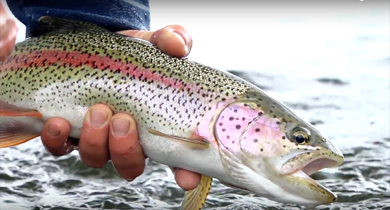The World's Best Trout Fishing: Ozernaya River, Kamchatka - The Heli Blog