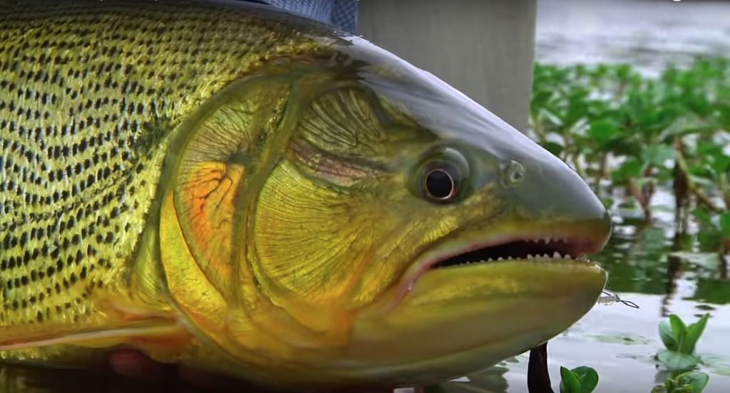 Fly Fishing the Rio Juramento for Golden Dorado in Argentina - Heli Mag