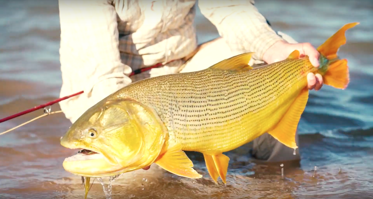 Parana River Outfitters: Fly Fishing For Dorado On Sandbars - The Heli Blog